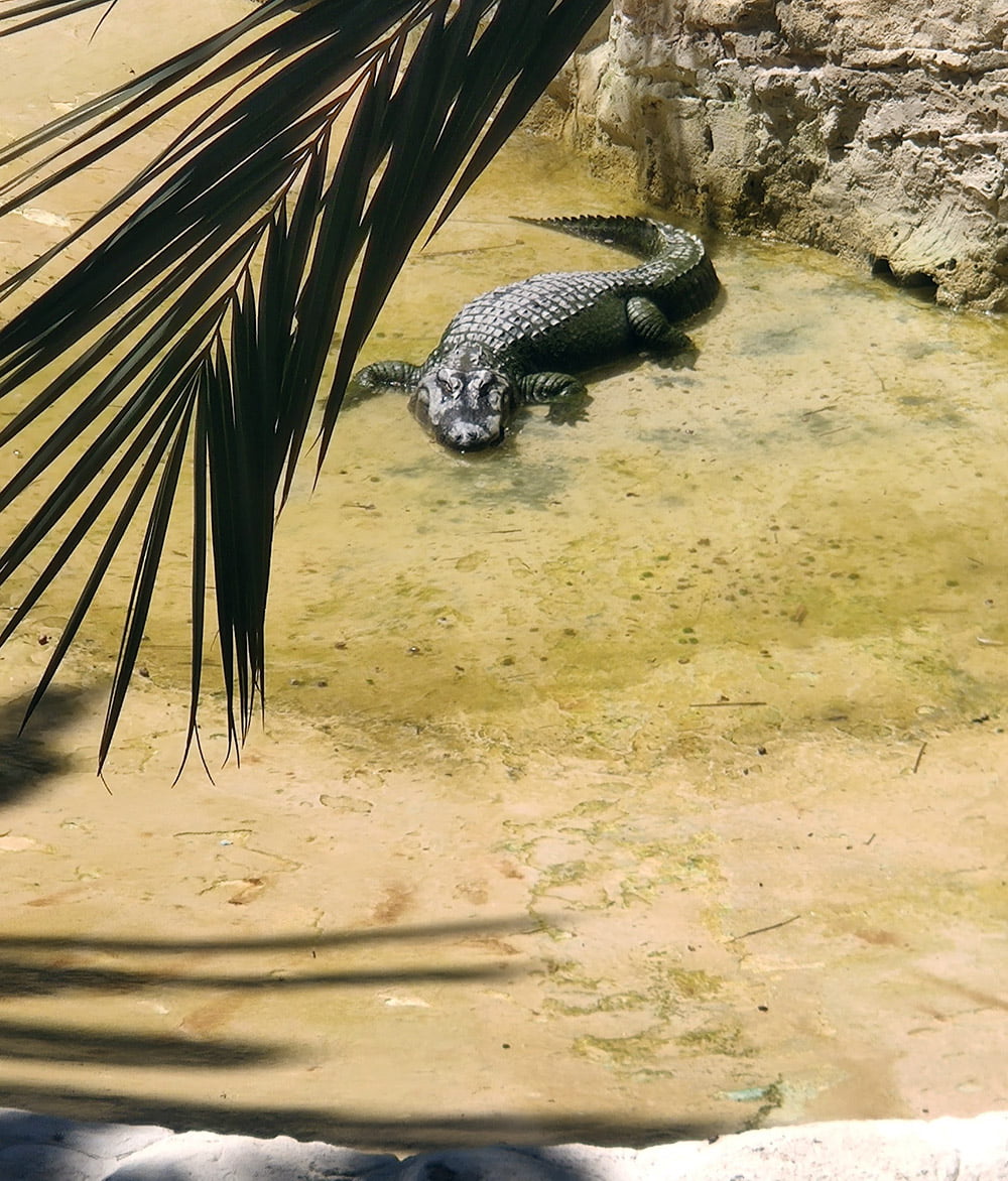 A Safari Adventure in Elche, Spain - Everything Torrevieja